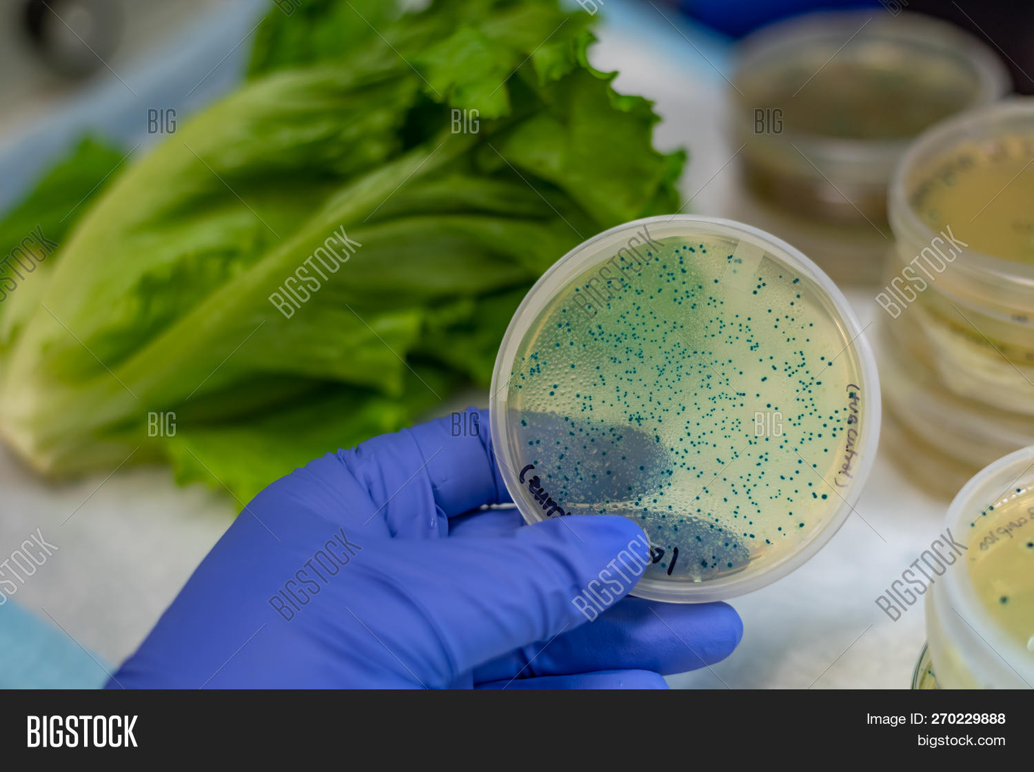 E Coli Bacterial Image & Photo (Free Trial) | Bigstock