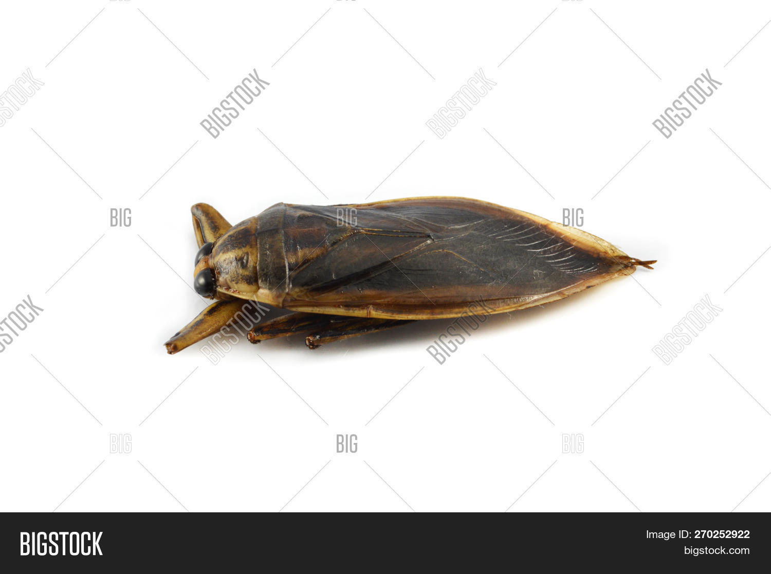 Giant Water Bug Image & Photo (Free Trial) | Bigstock