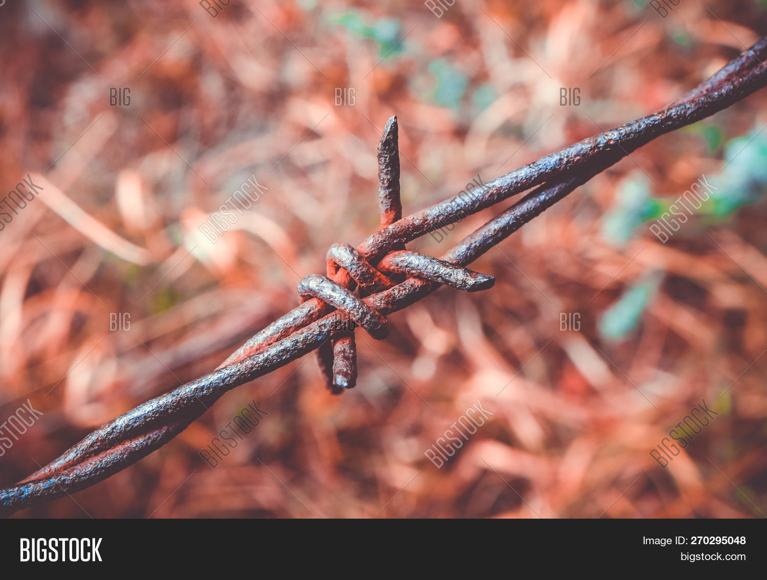 Old Rusty Barbed Wire Image & Photo (Free Trial) | Bigstock