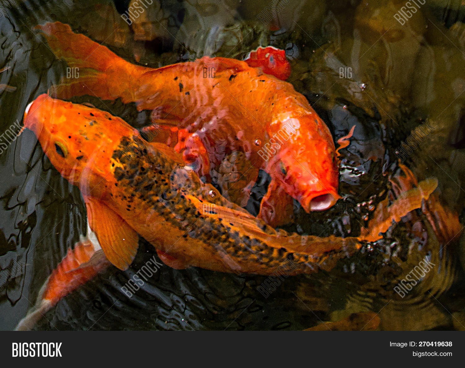 Bright Red Koi Fishes Image & Photo (Free Trial) | Bigstock