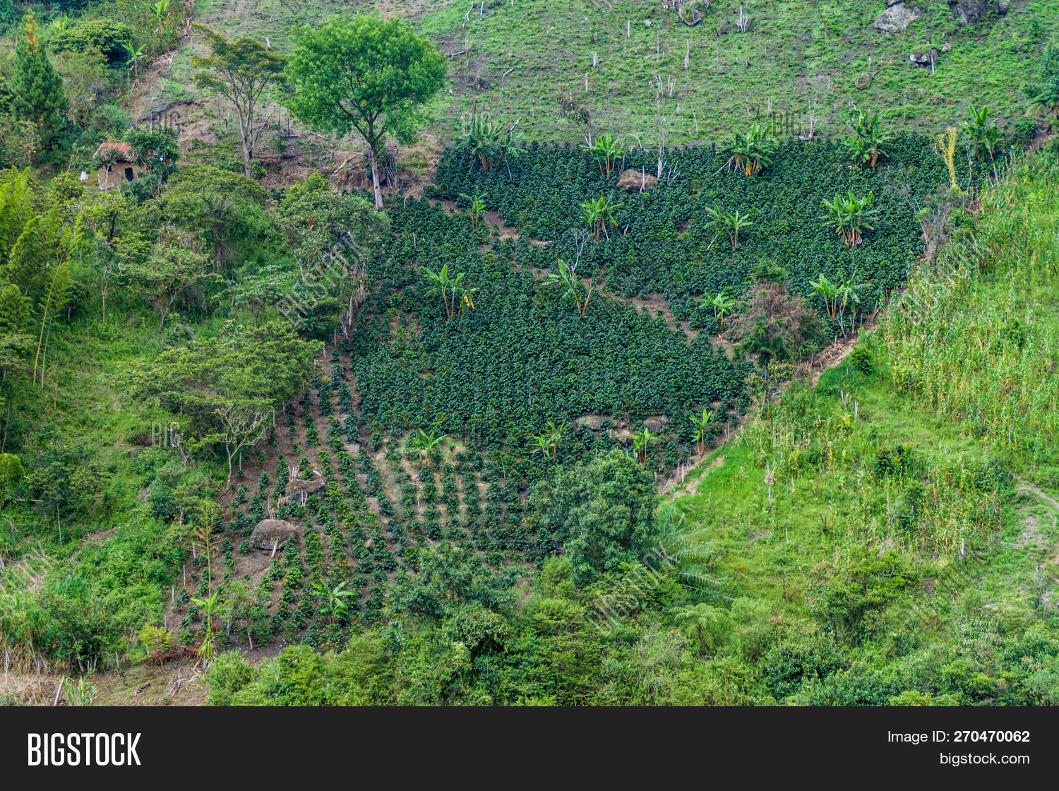 View Landscape Coffee Image & Photo (Free Trial) | Bigstock