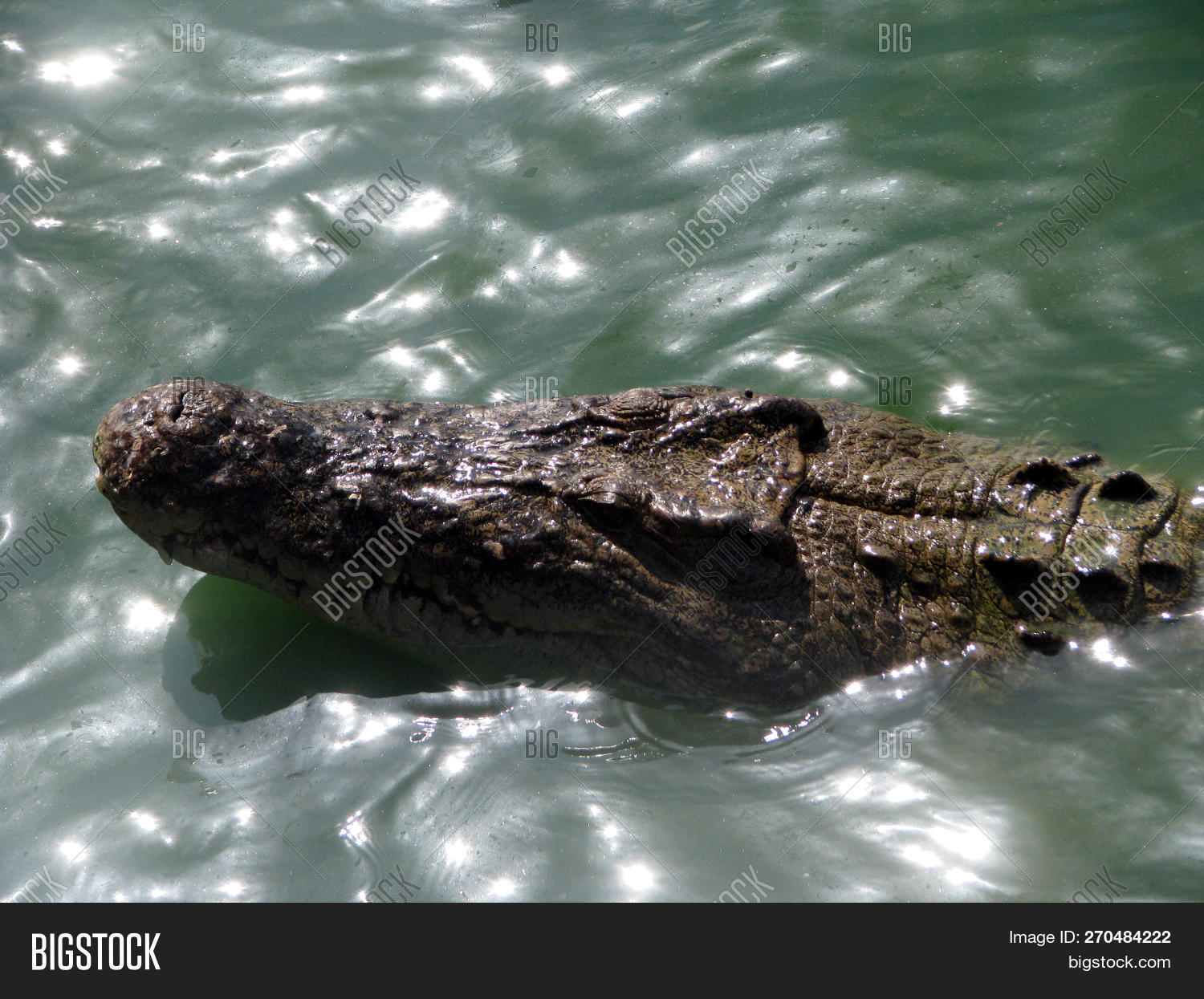 Head Crocodile Green Image & Photo (Free Trial) | Bigstock