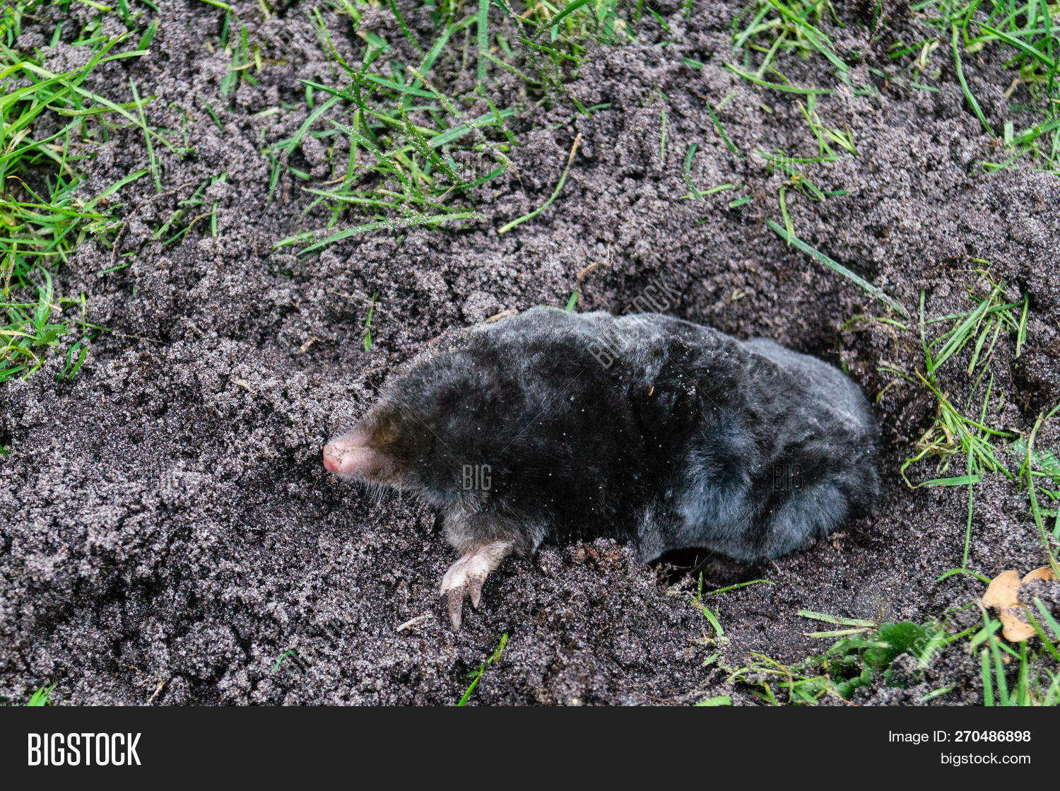 European Mole Talpidae Image & Photo (Free Trial) | Bigstock