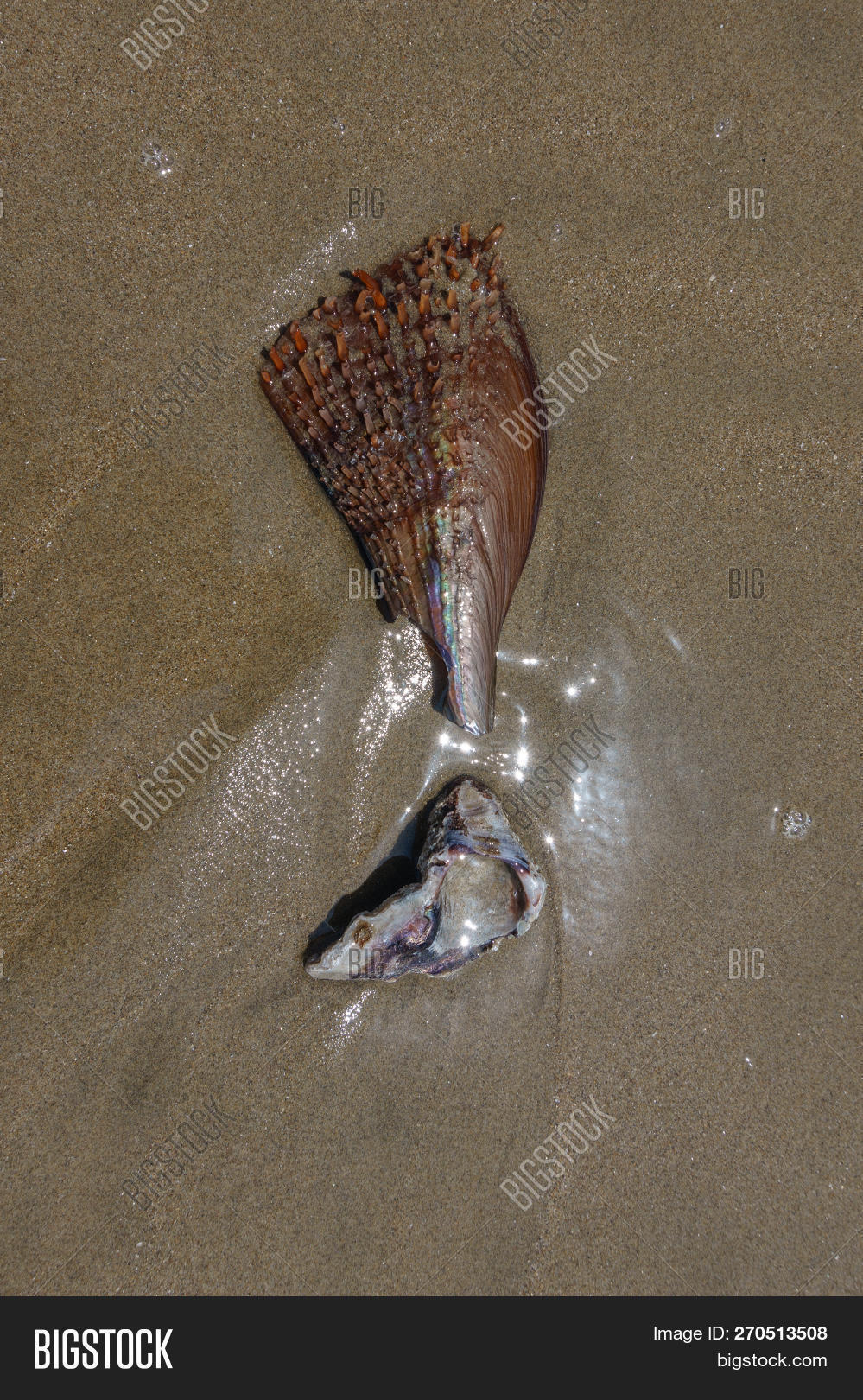 Washed Shell Beach Image & Photo (Free Trial) | Bigstock