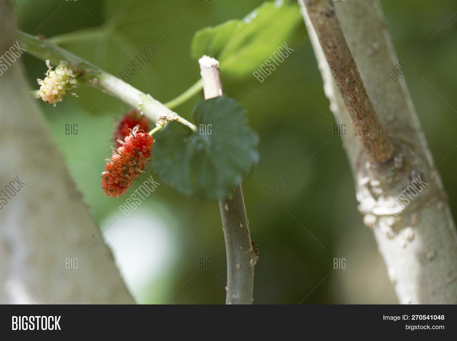 Berry Fruit Fresh Life Image & Photo (Free Trial) | Bigstock