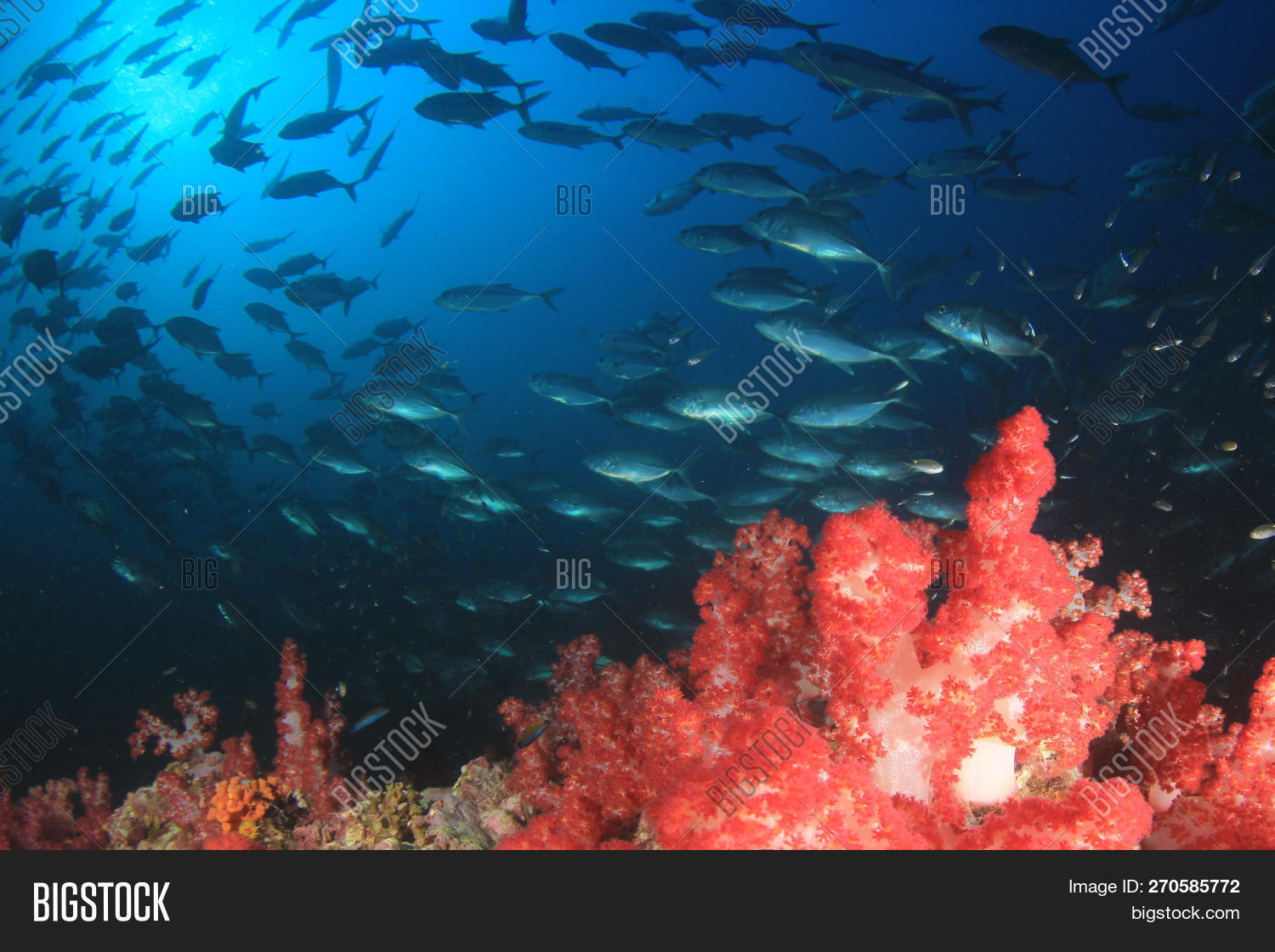 Bigeye Jack Fish ( Image & Photo (Free Trial) | Bigstock