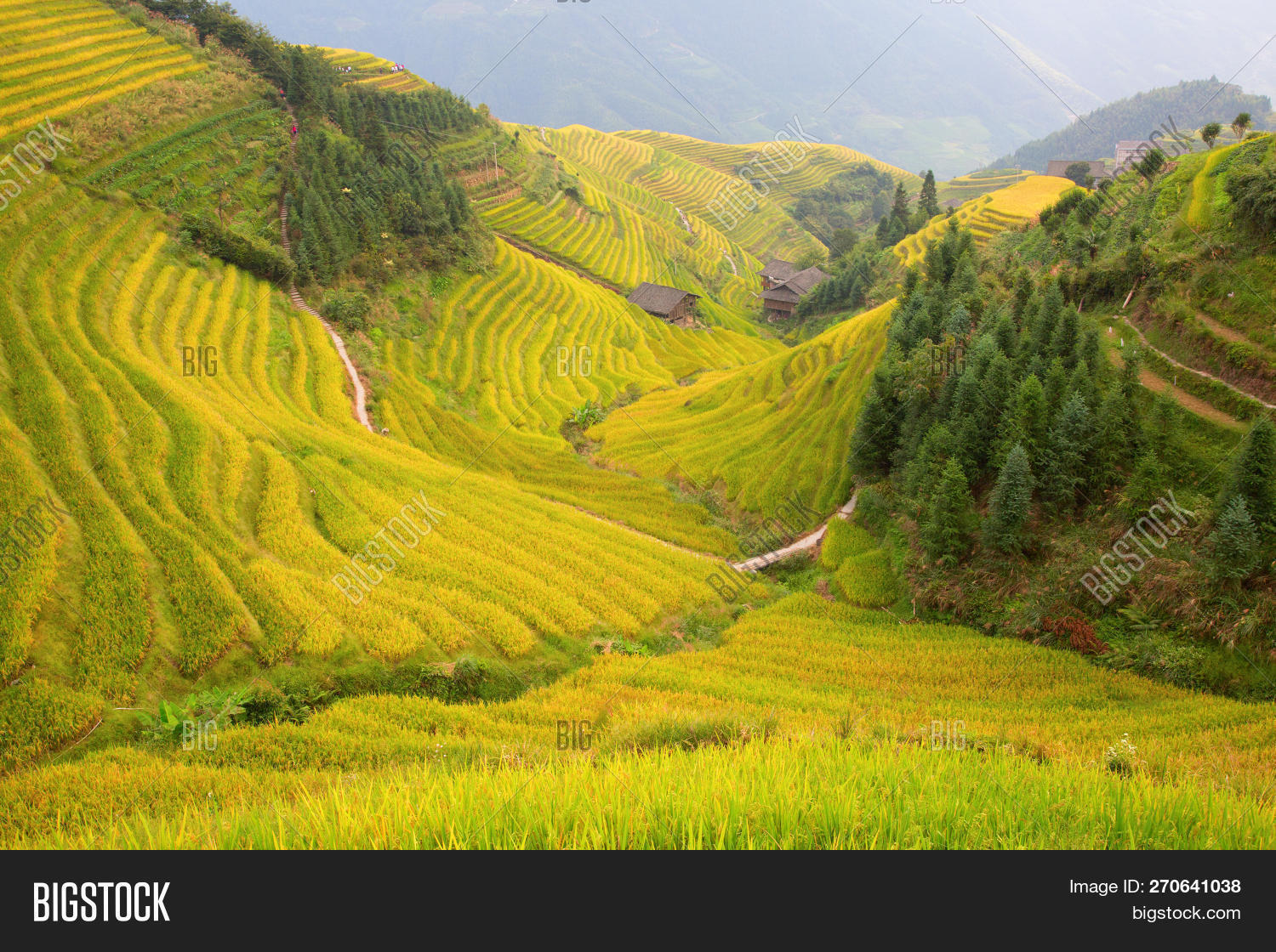Longsheng Rice Image & Photo (Free Trial) | Bigstock