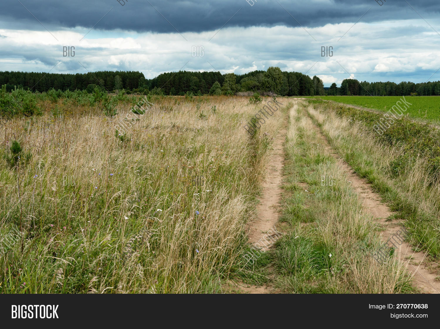 Overgrown Grass