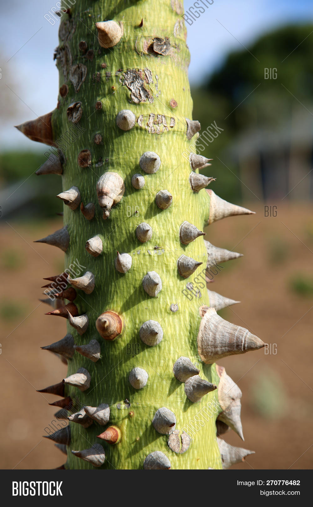 Spiked Tree Trunk. Image & Photo (Free Trial) | Bigstock