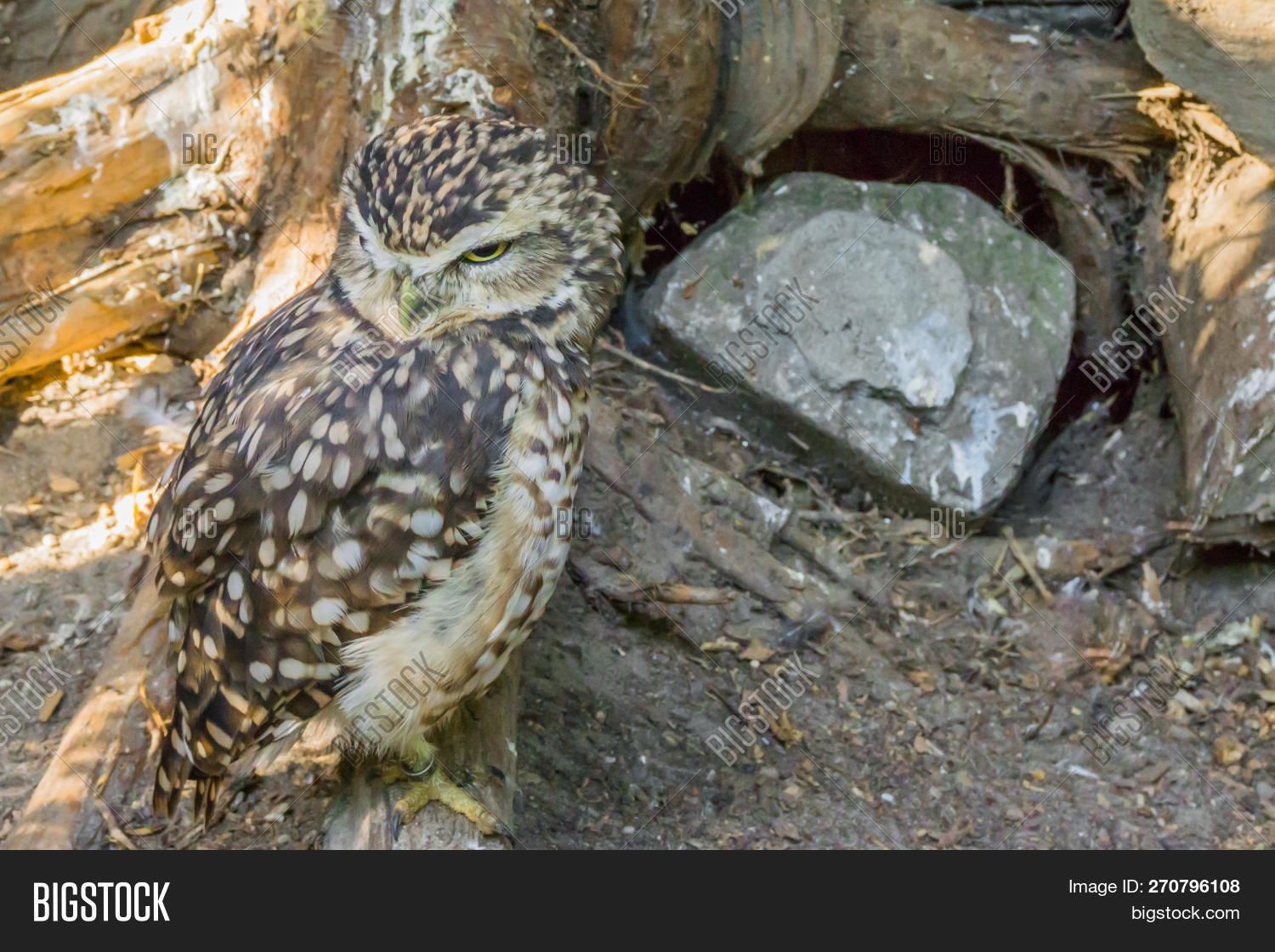 Brown White Spotted Image & Photo (Free Trial) | Bigstock