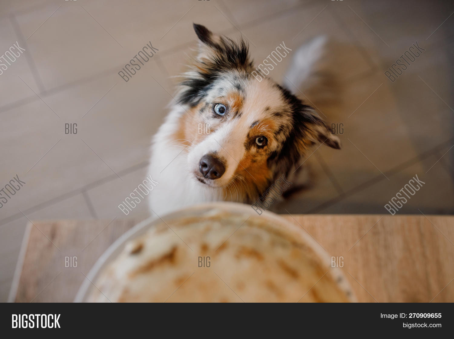 Dog Looking Food. Image & Photo (Free Trial) | Bigstock