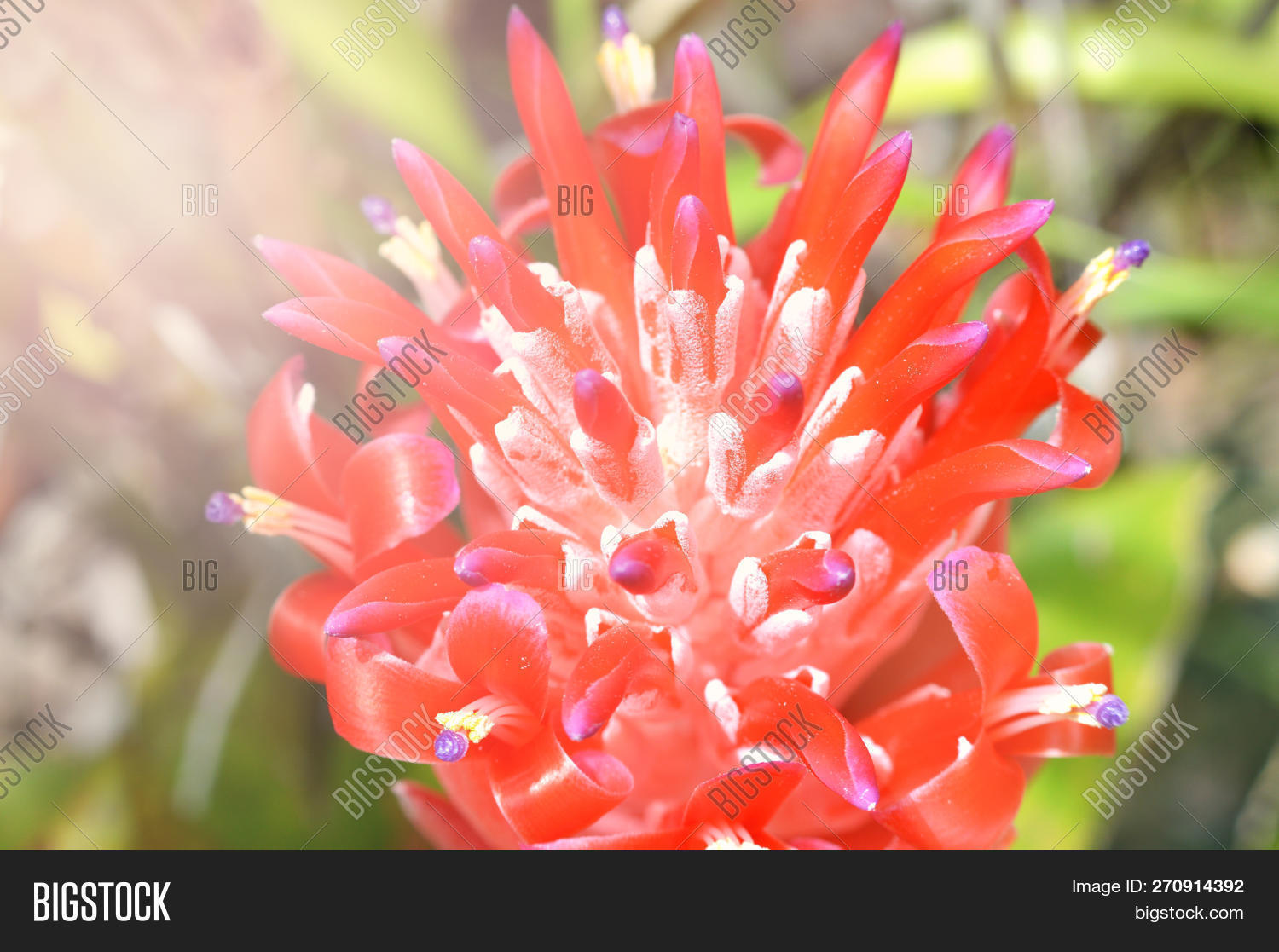 Bromeliad Red Flower Image & Photo (Free Trial) | Bigstock