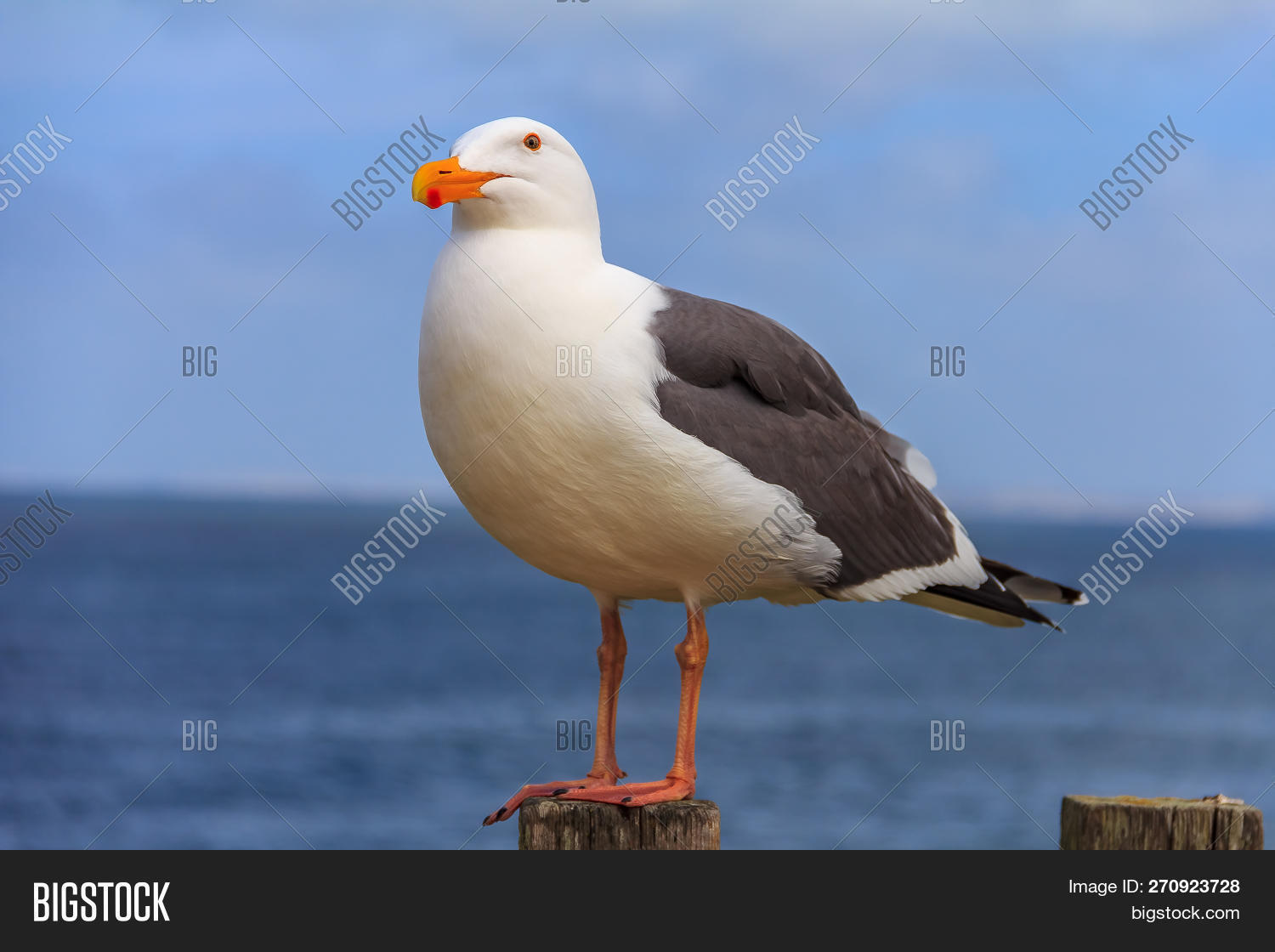 Adult Herring Gull Image & Photo (Free Trial) | Bigstock