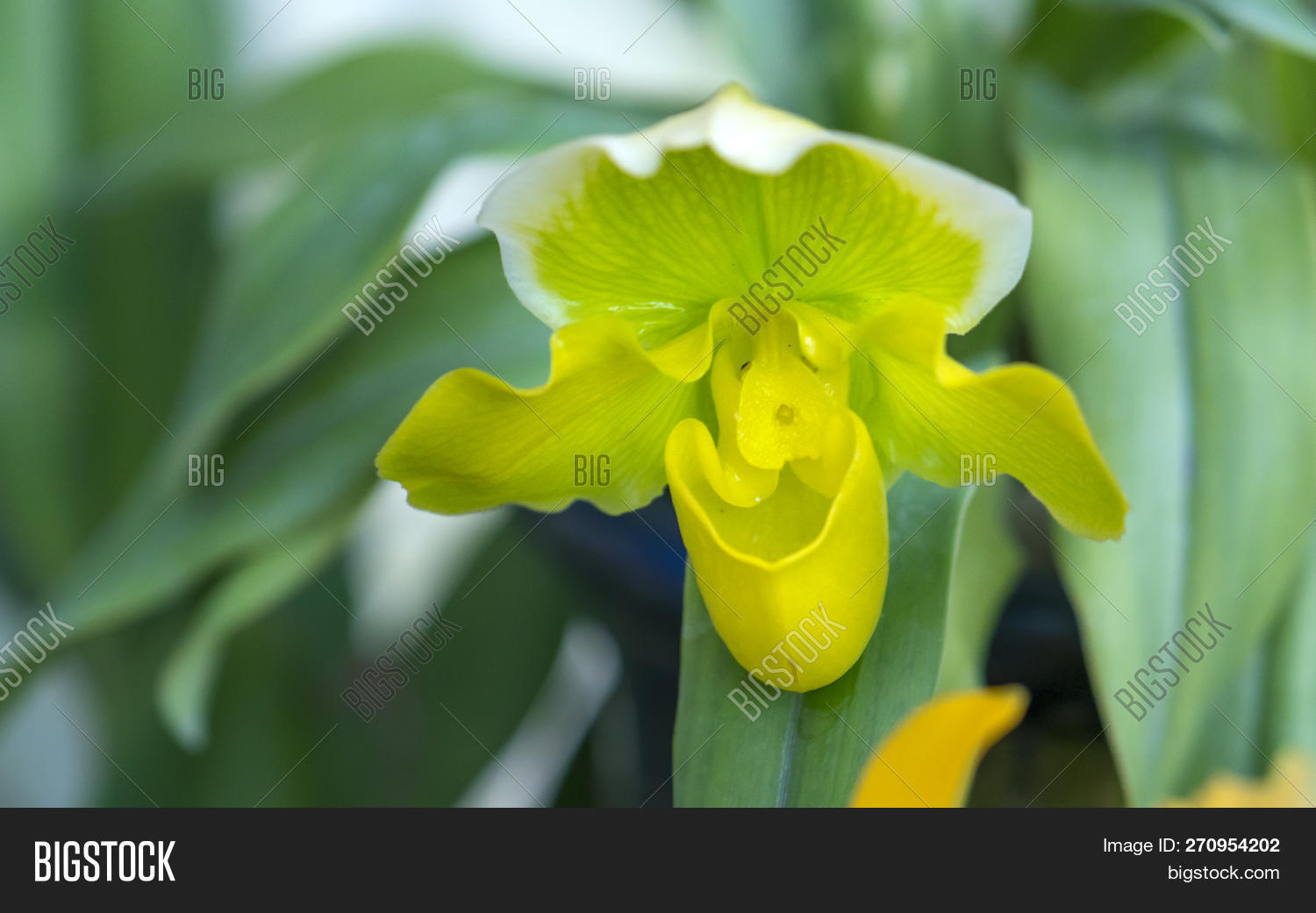 Wild Lady Slipper Image & Photo (Free Trial) | Bigstock