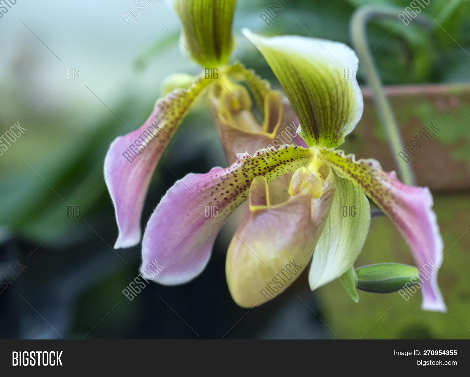 Wild Lady Slipper Image & Photo (Free Trial) | Bigstock