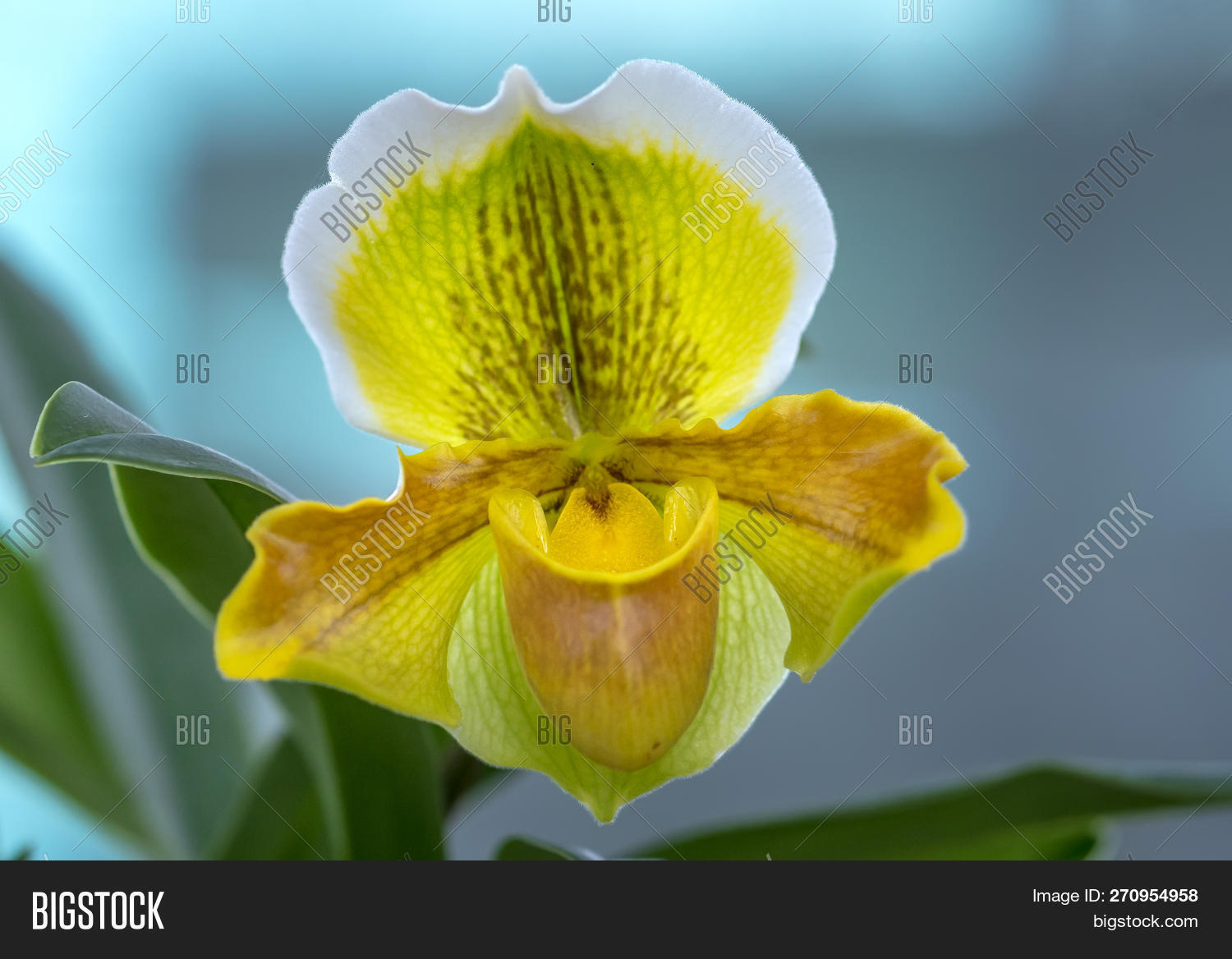 Wild Lady Slipper Image & Photo (Free Trial) | Bigstock