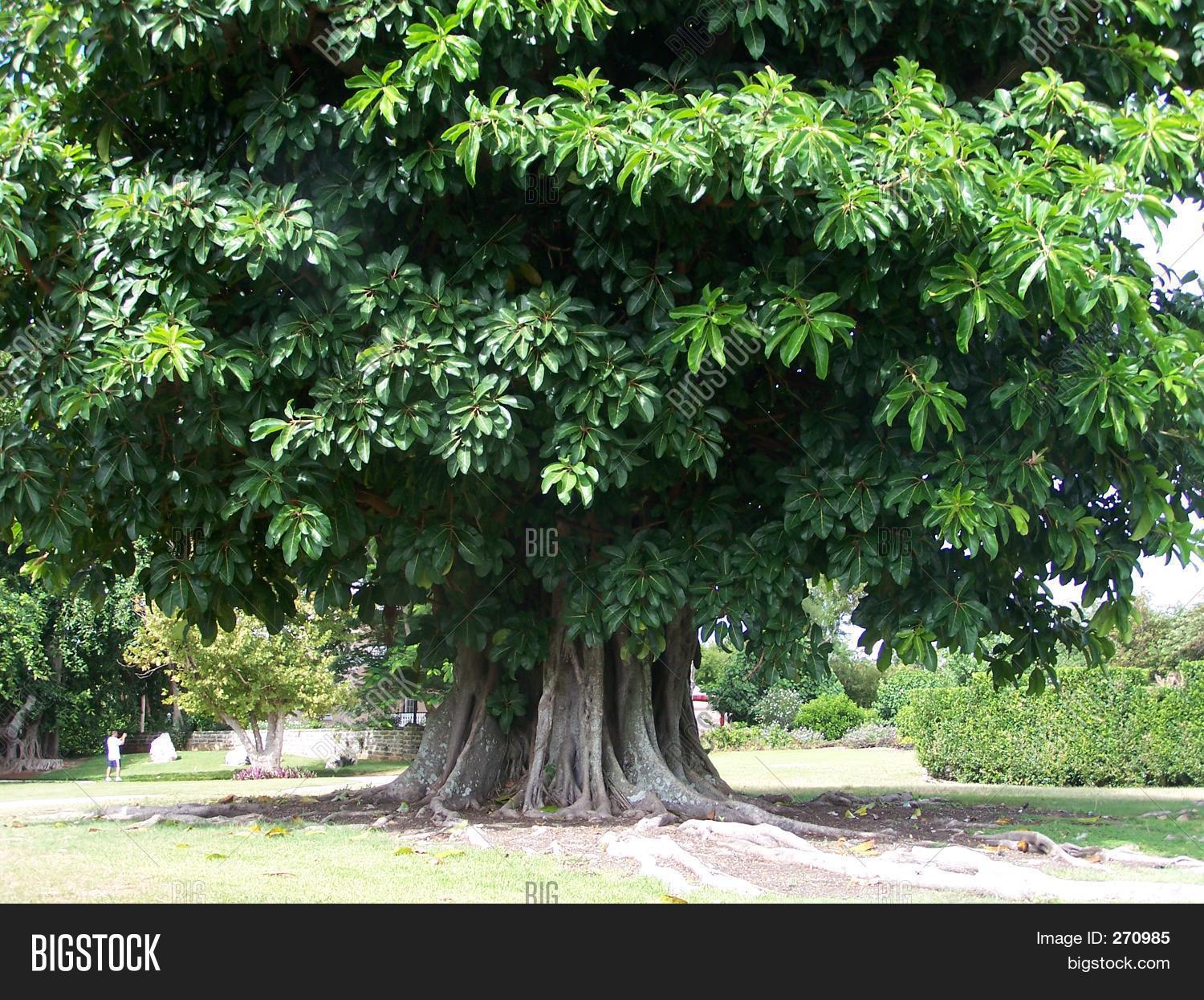 Banyan Tree Image & Photo (Free Trial) | Bigstock