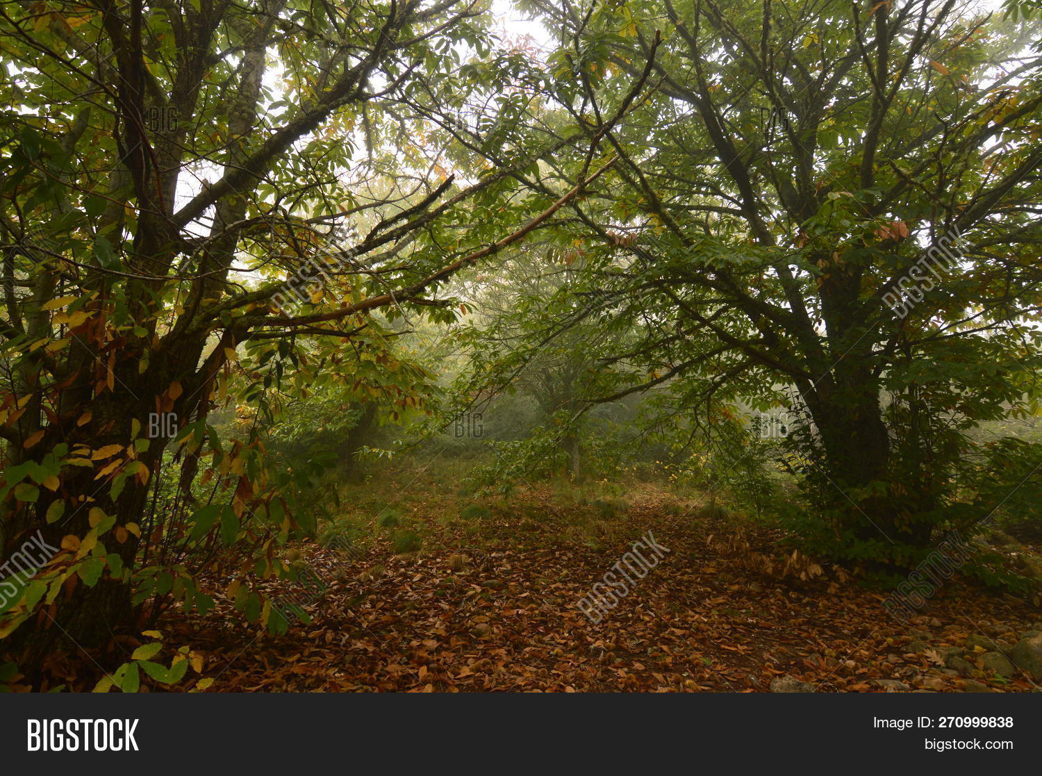Chestnut Tree Forest Image & Photo (Free Trial) | Bigstock
