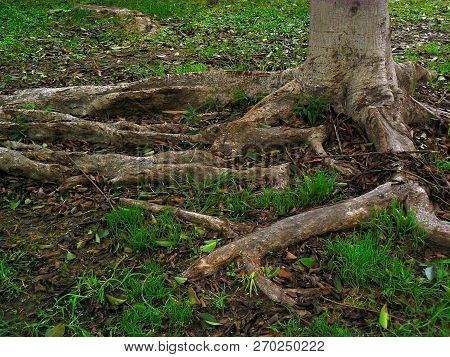 OAK Tree With Roots Images, Illustrations & Vectors (Free) - Bigstock