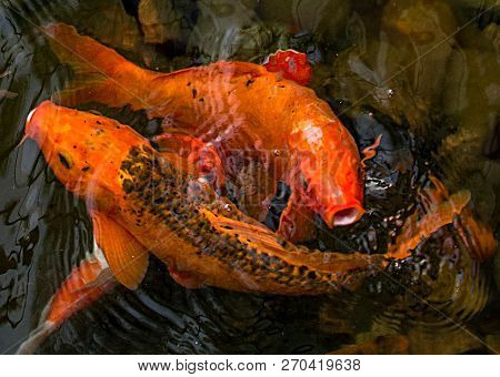 Bright Red Koi Fishes Image & Photo (Free Trial) | Bigstock