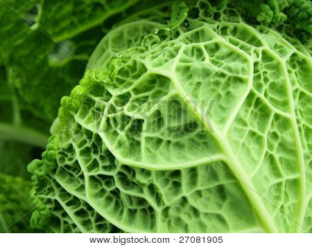 Cabbage Detail Leaves Image & Photo (Free Trial) | Bigstock