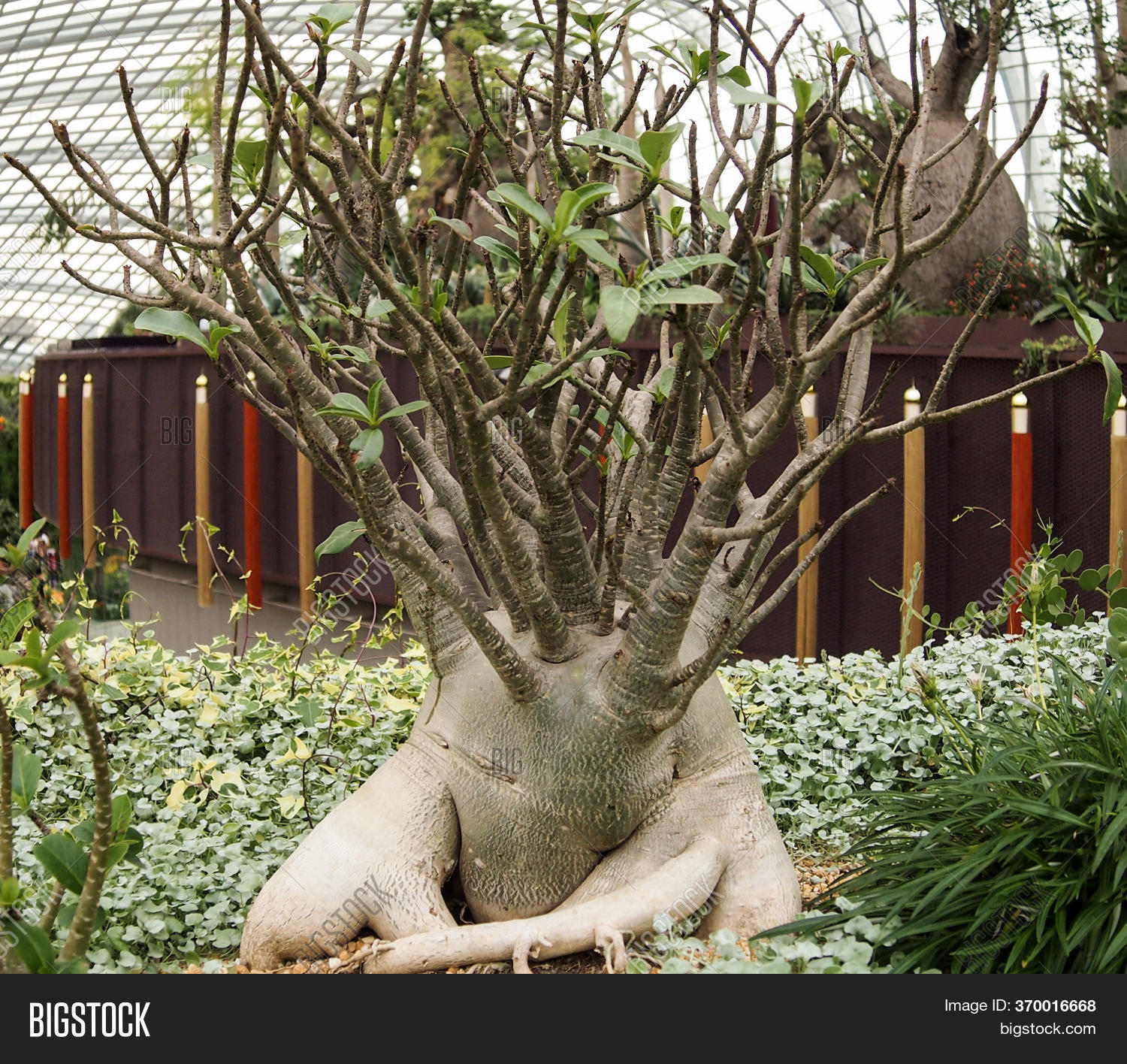 Image Adenium Arabicum Image & Photo (Free Trial) | Bigstock