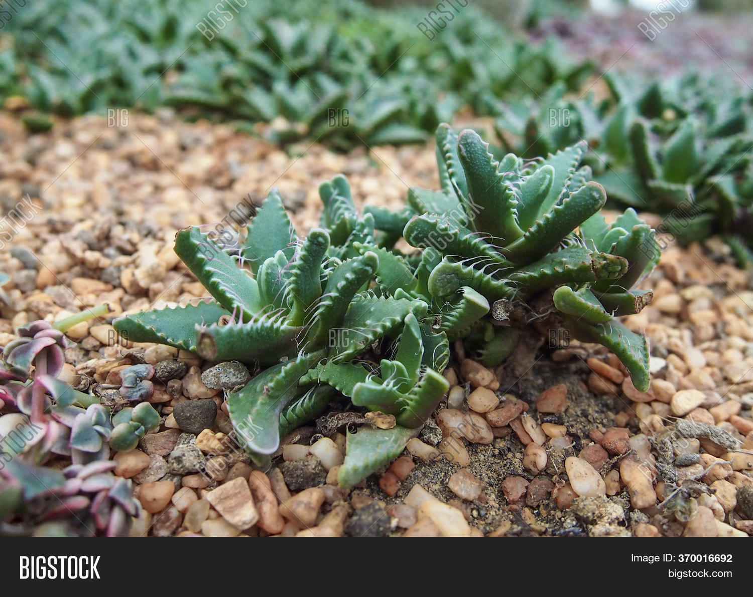Image Tiger Jaws Plant Image & Photo (Free Trial) | Bigstock