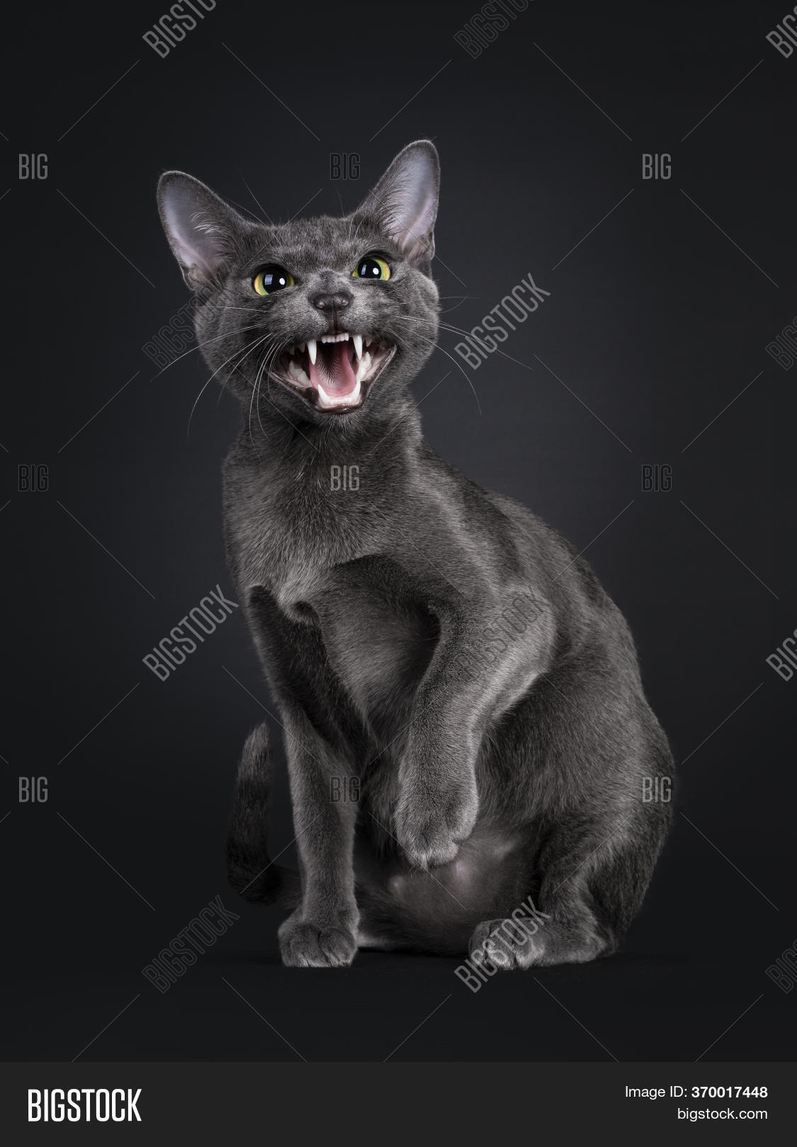 Beautiful Female Korat Image & Photo (Free Trial) | Bigstock