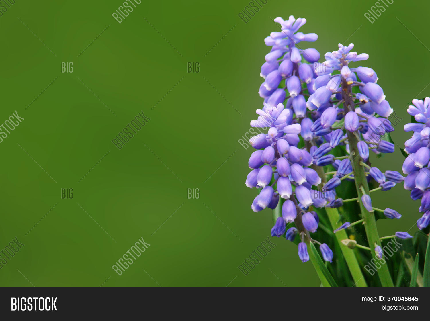 Blue Muscari Flower Image & Photo (Free Trial) | Bigstock