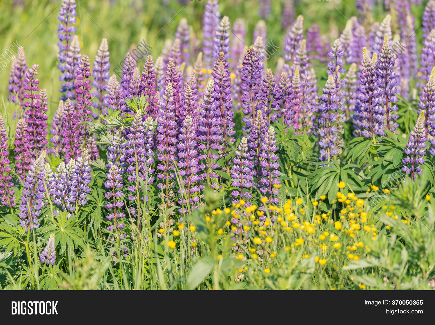 Lupinus Flowers On Image & Photo (Free Trial) | Bigstock
