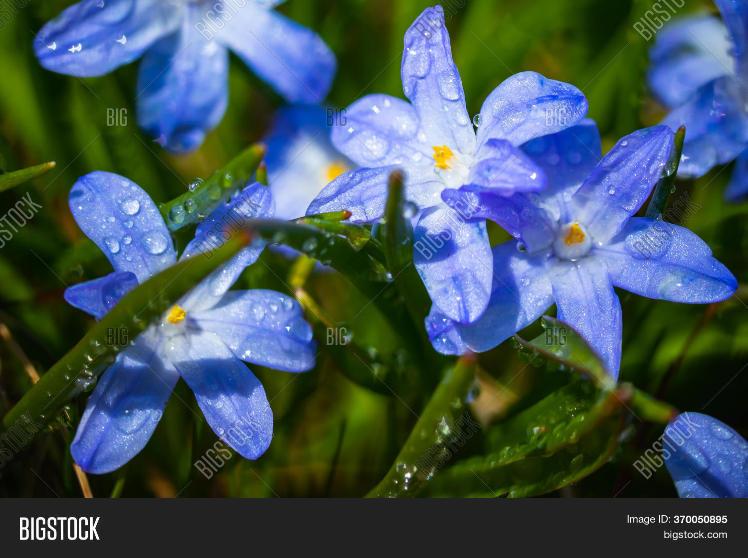 Closeup Blooming Blue Image & Photo (Free Trial) | Bigstock