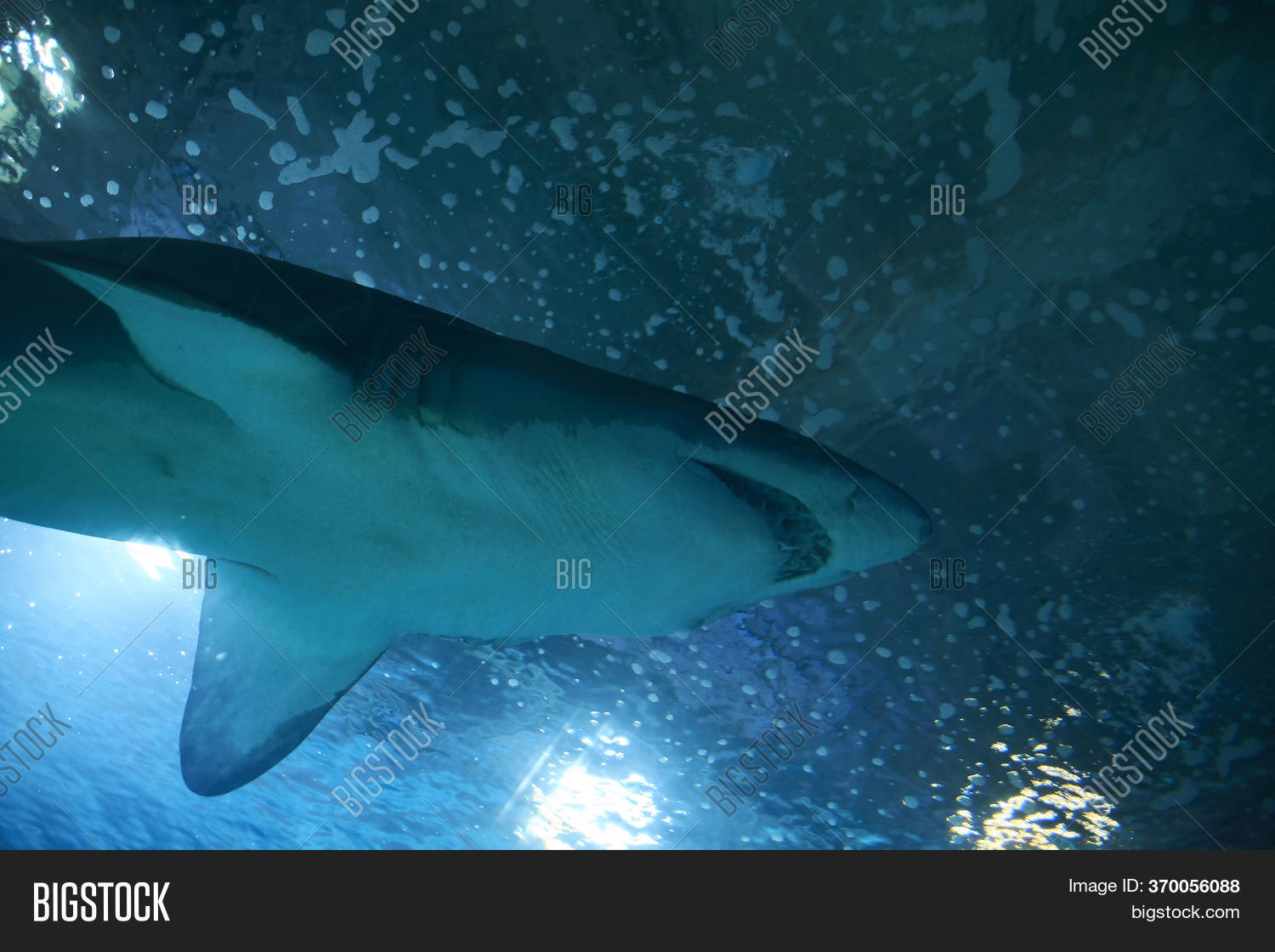 Great Lone Shark Ocean Image & Photo (Free Trial) | Bigstock