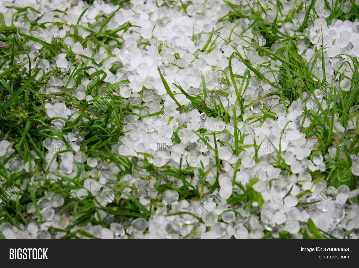 Hail On Green Green Image & Photo (Free Trial) | Bigstock