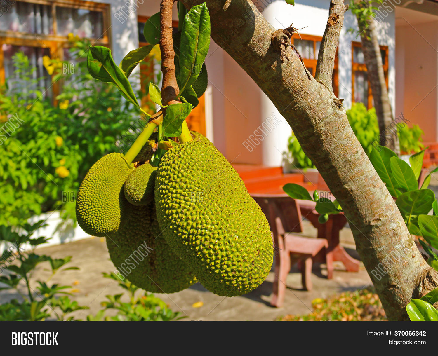 Tree Branch Full Jack Image & Photo (Free Trial) | Bigstock