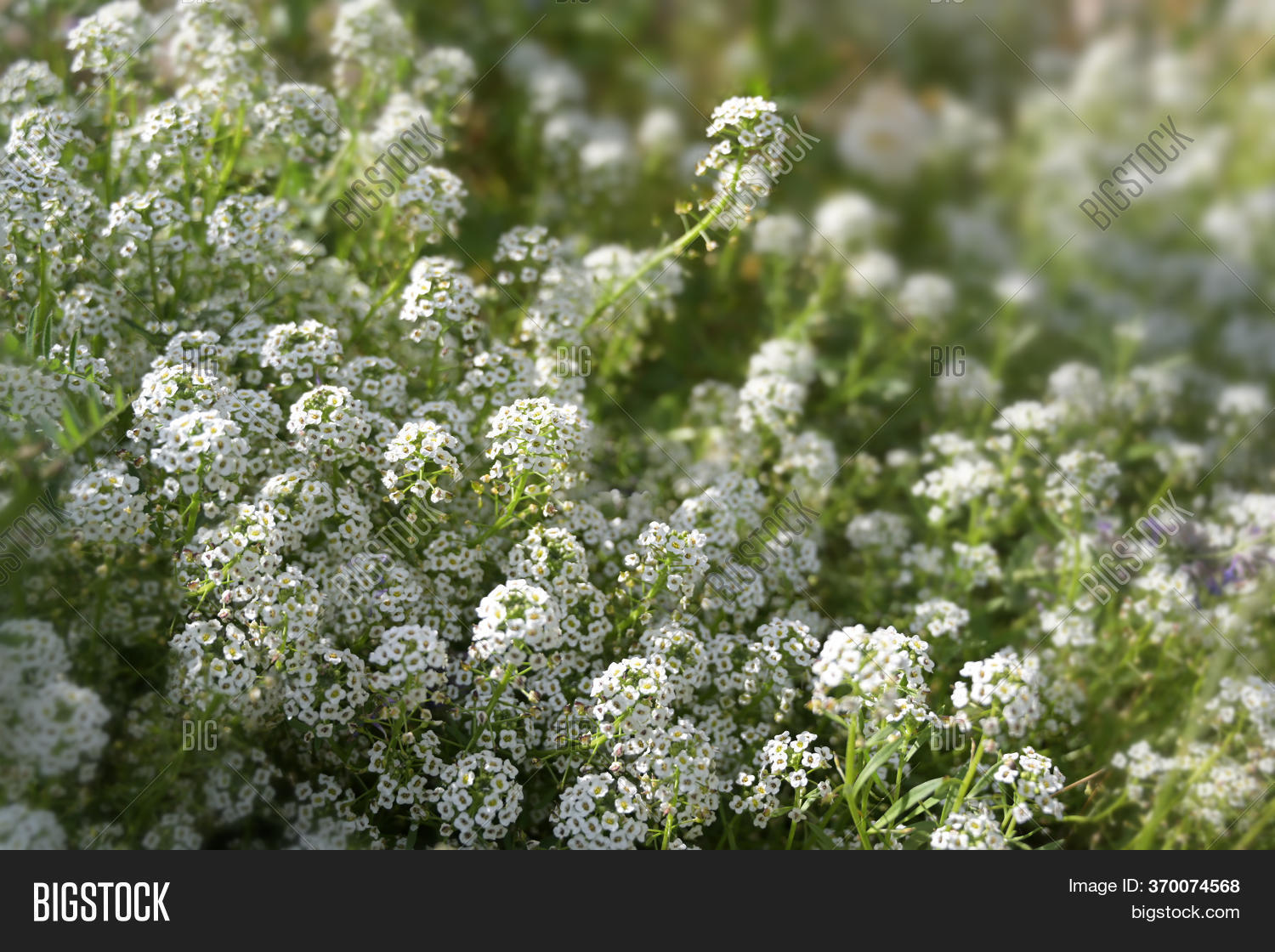 White Flowers Iberis Image & Photo (Free Trial) | Bigstock