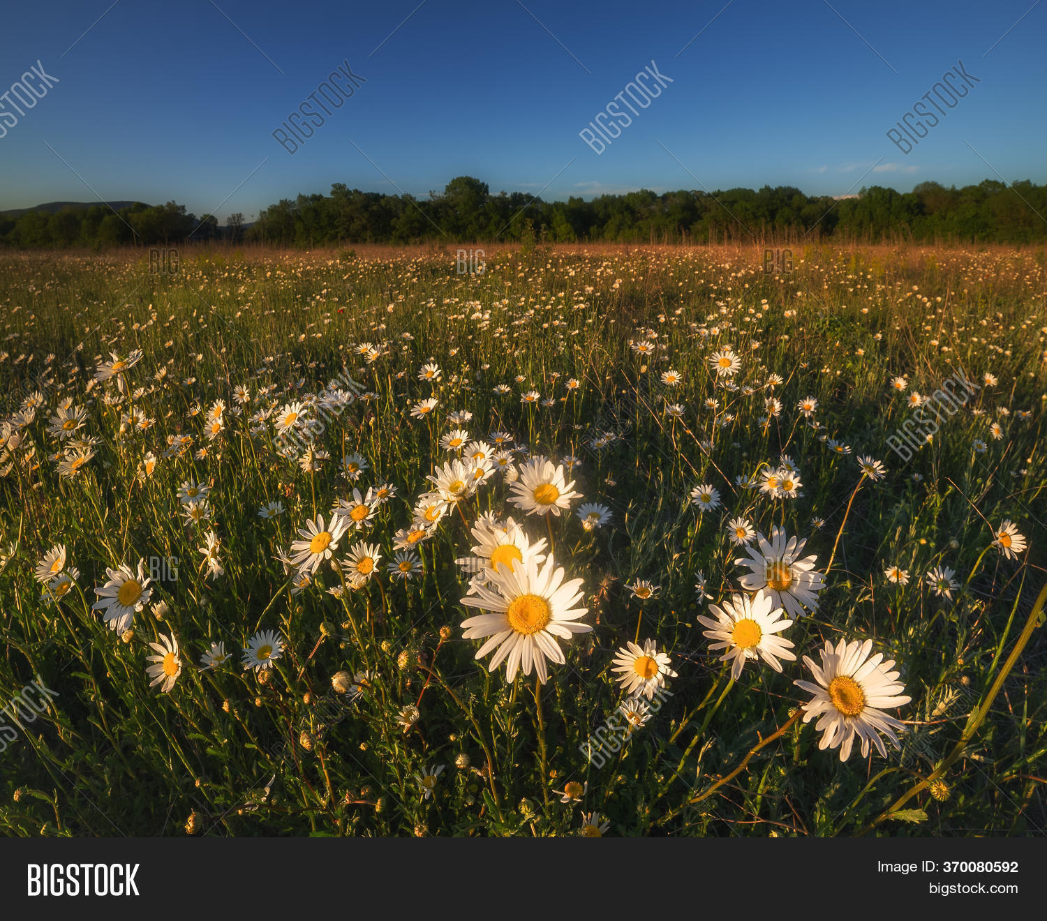 Chamomile Field. Image & Photo (Free Trial) | Bigstock