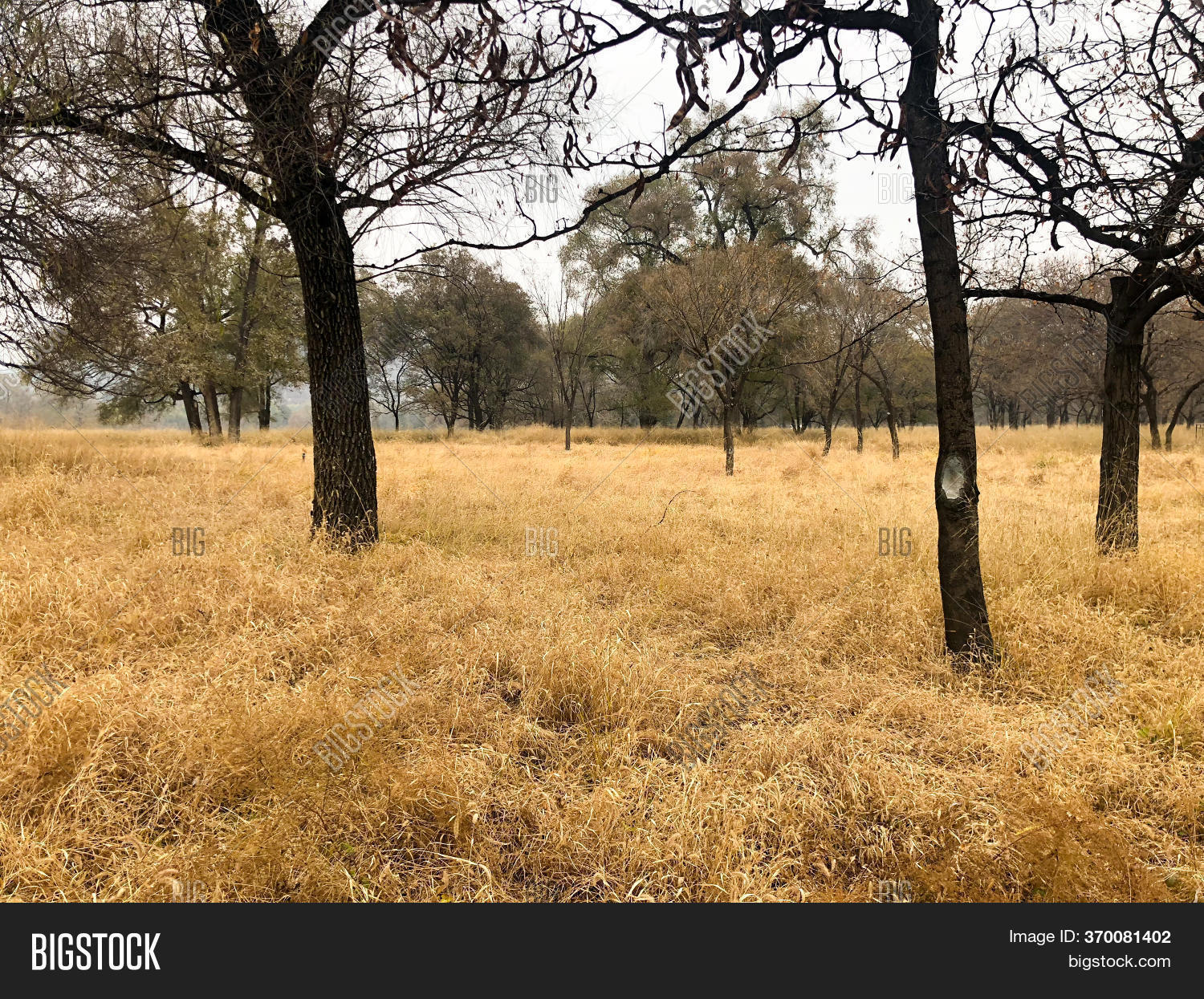 View Yellow Dry Grass Image & Photo (Free Trial) | Bigstock