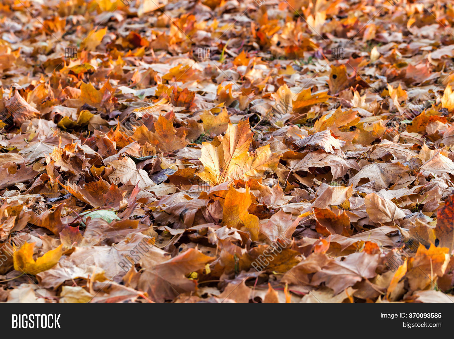 Features Autumn Image & Photo (Free Trial) | Bigstock