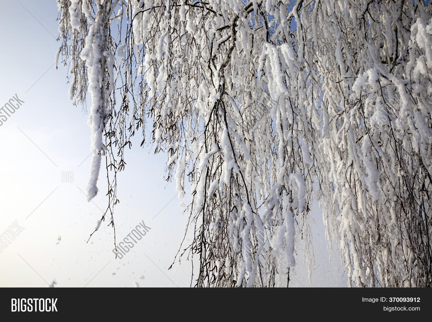 Long Thin Birch Tree Image & Photo (Free Trial) | Bigstock