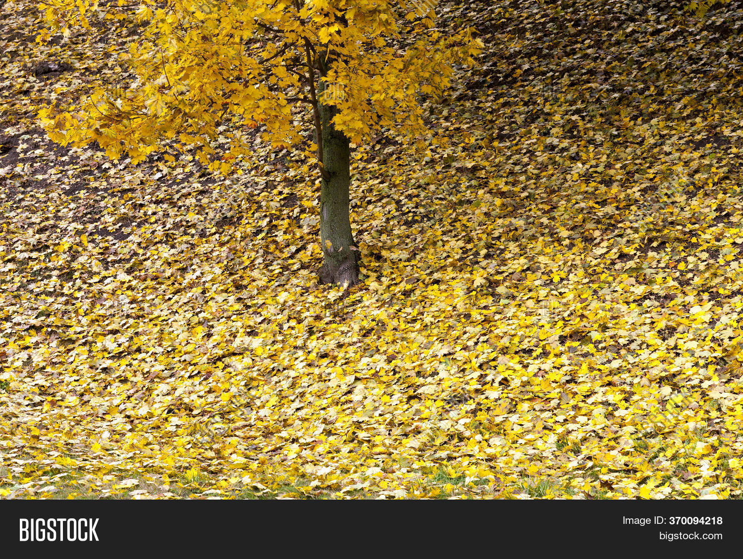 Features Autumn Image & Photo (Free Trial) | Bigstock