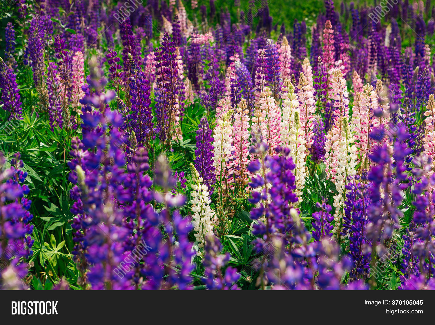 Field Blooming Lupine Image & Photo (Free Trial) | Bigstock
