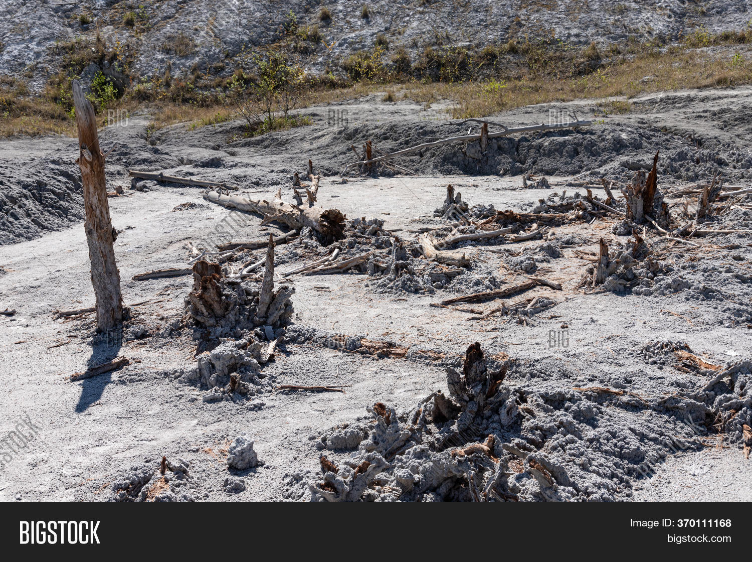 Remains Dead Trees. Image & Photo (Free Trial) | Bigstock