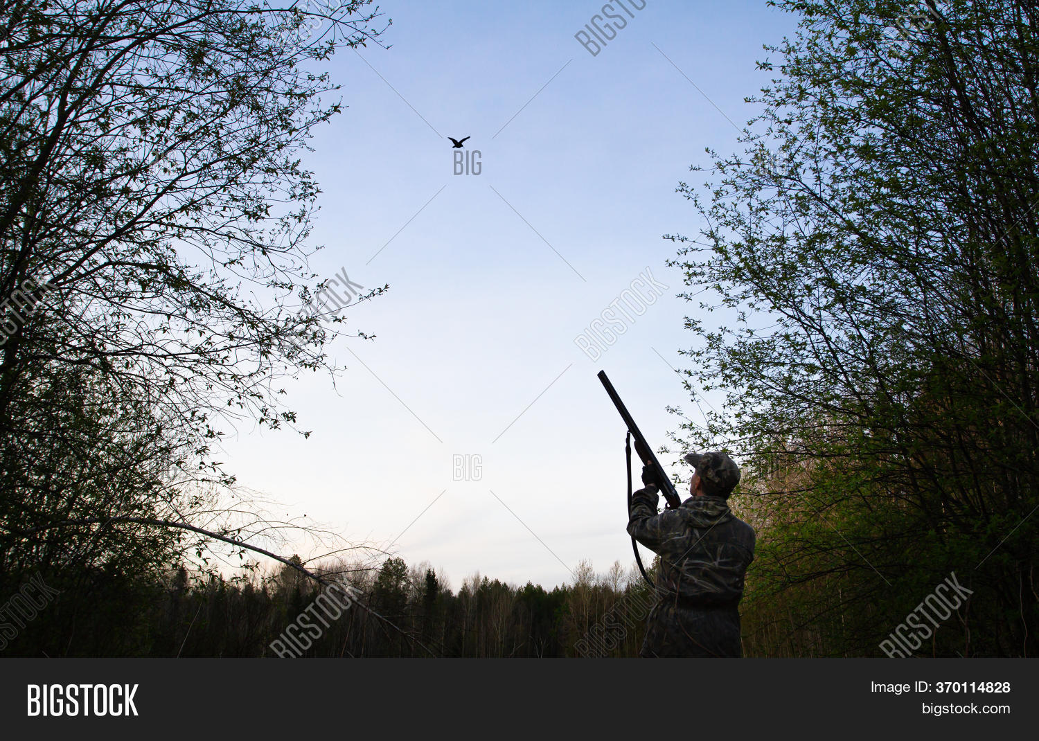 Male Woodcock Makes Image & Photo (Free Trial) | Bigstock