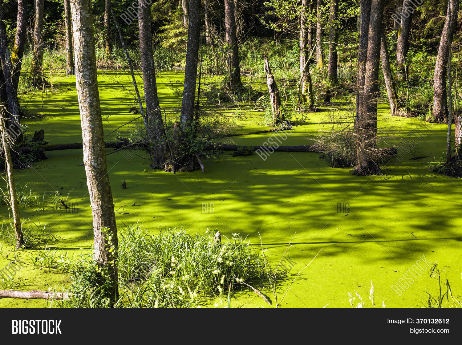 Covered Green Slime Image & Photo (Free Trial) | Bigstock