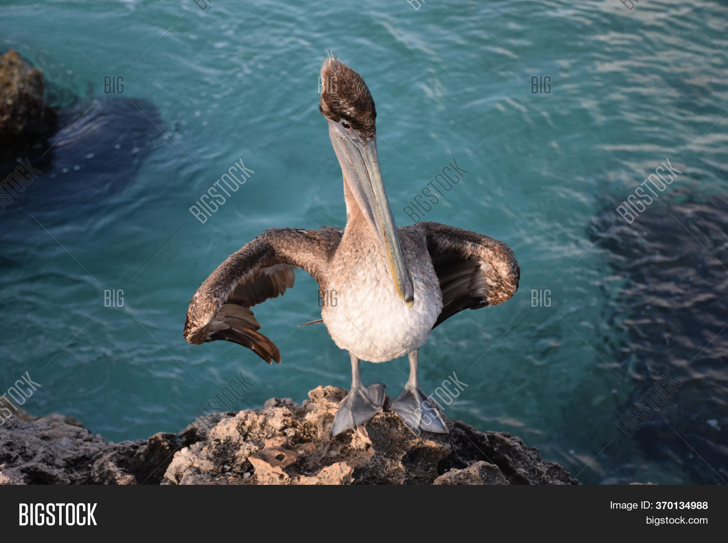 Pretty Brown Pelican Image & Photo (Free Trial) | Bigstock