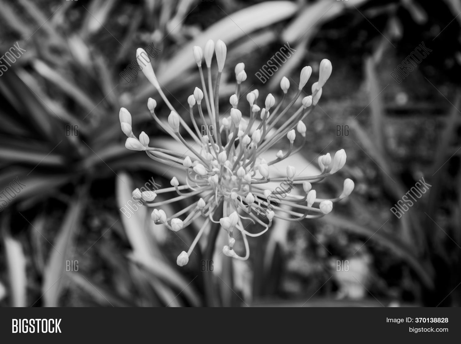 Gorgeous Close Yellow Image & Photo (Free Trial) | Bigstock