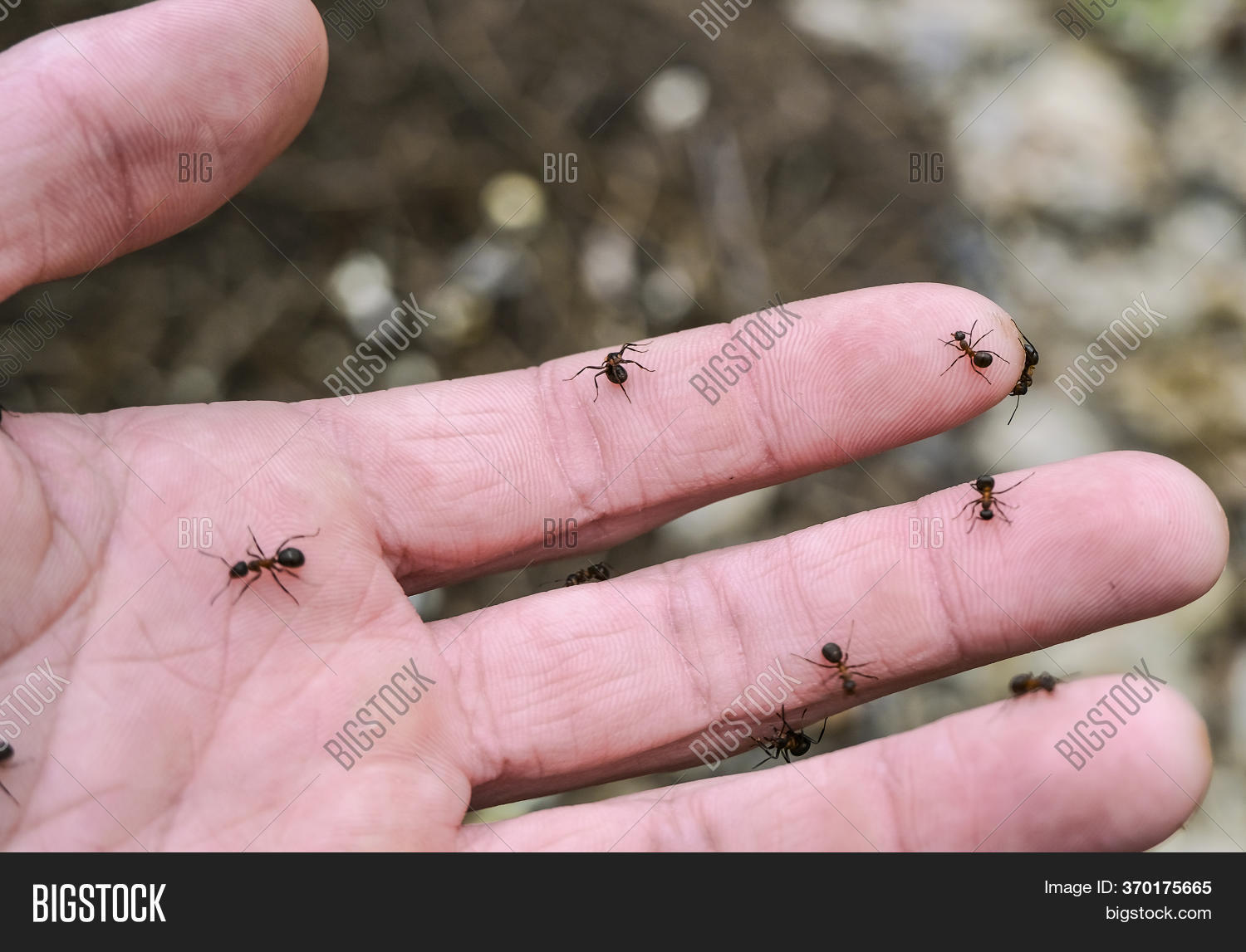 Ants On Mans Hand Image & Photo (Free Trial) | Bigstock