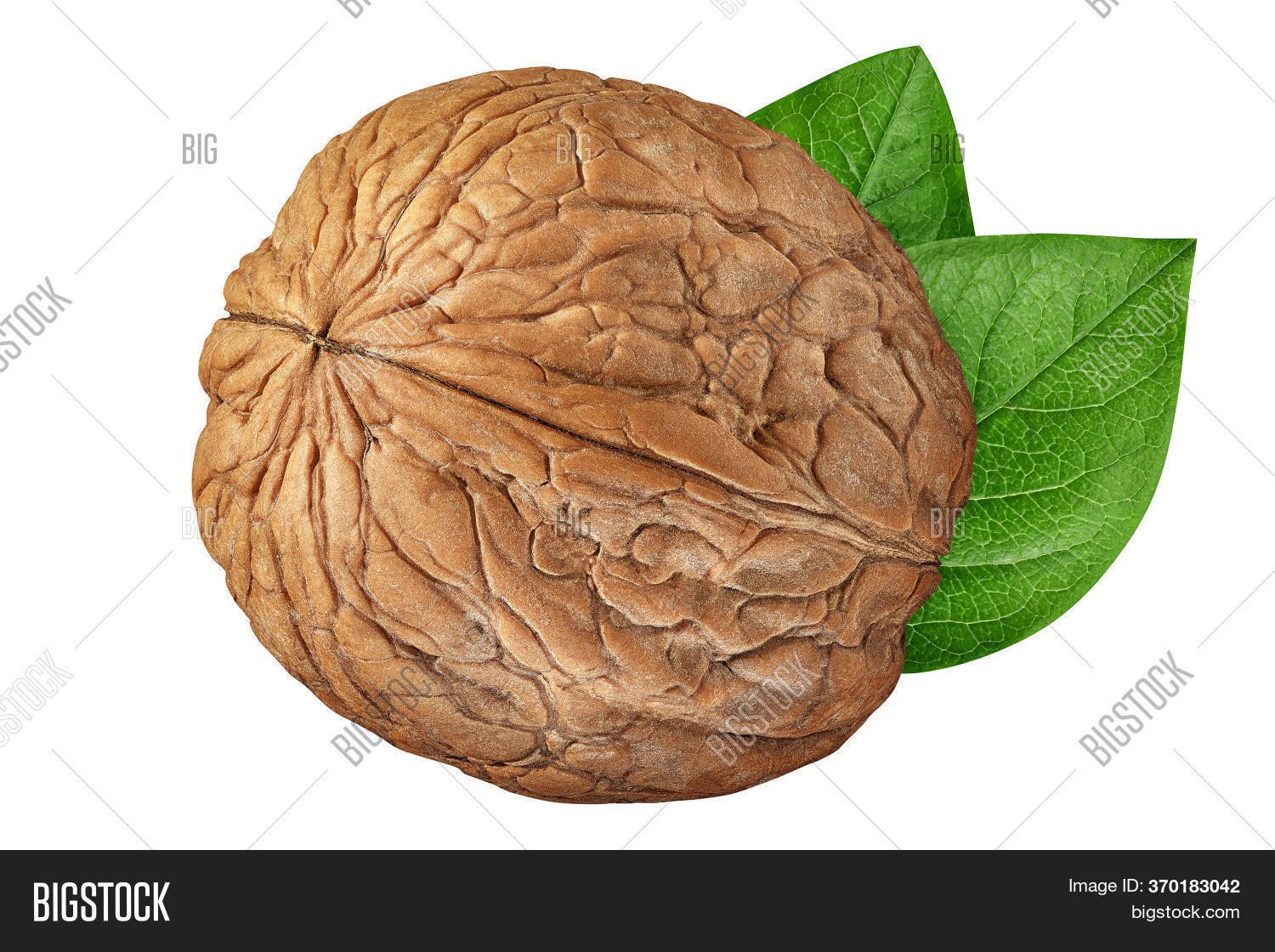 Walnut Isolated On Image & Photo (Free Trial) | Bigstock