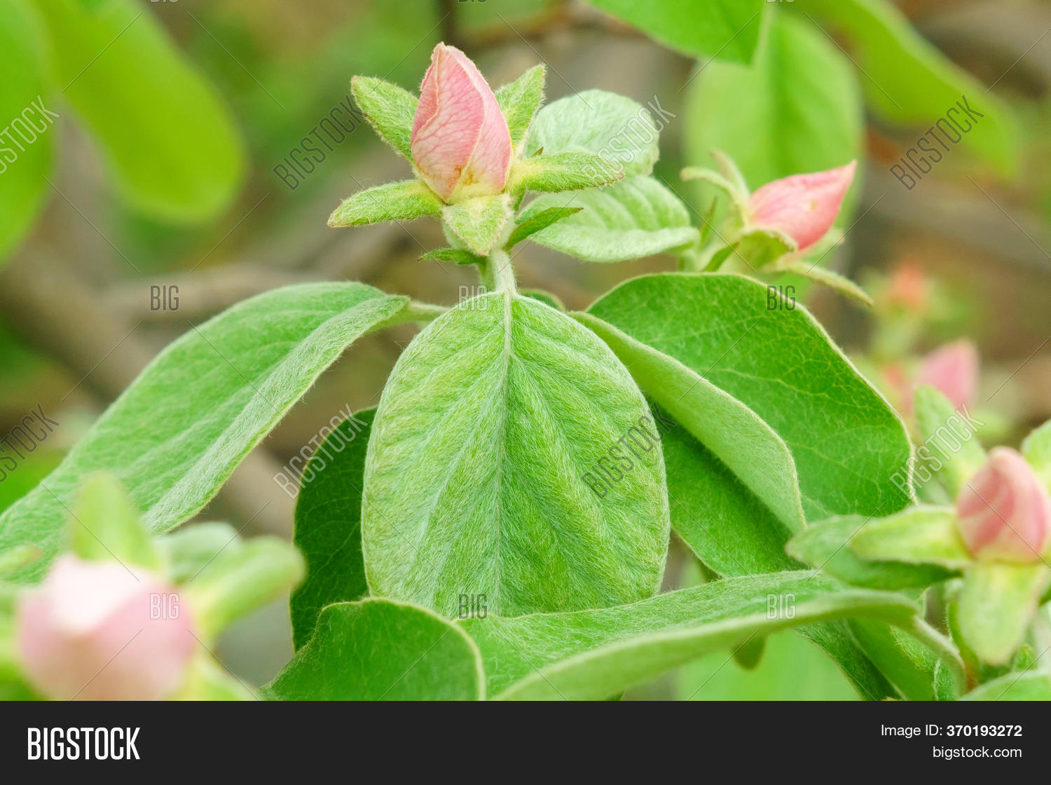 Blooming Quince Tree Image & Photo (Free Trial) | Bigstock