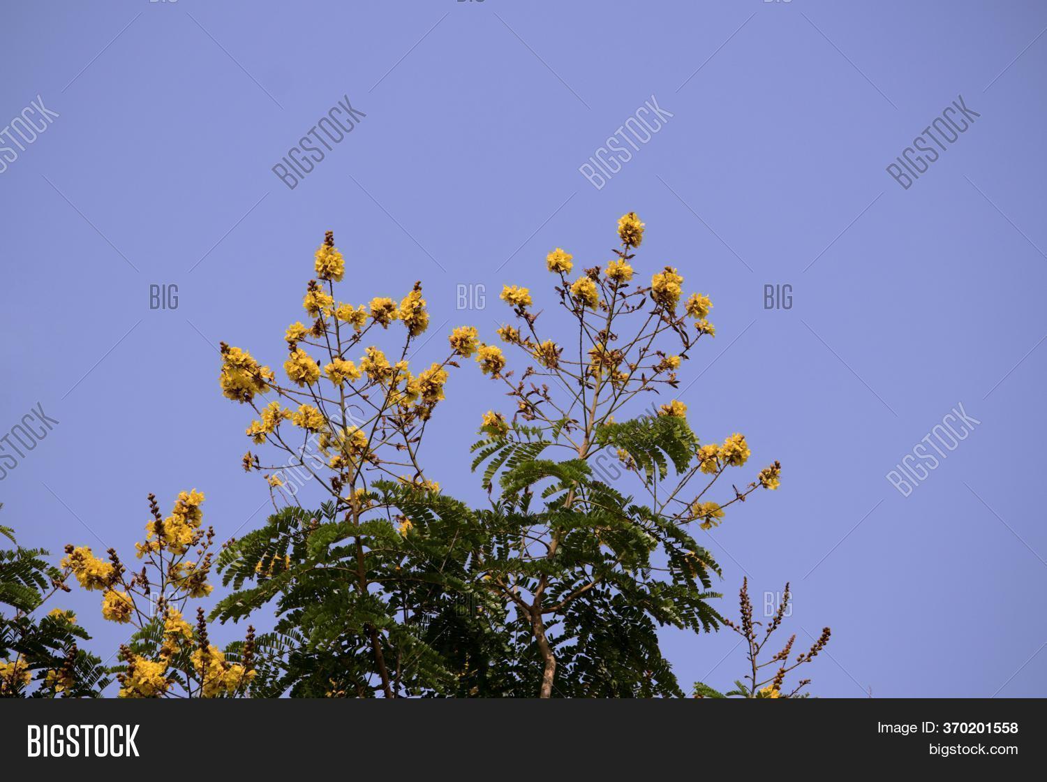 Copperpod Flowers Image & Photo (Free Trial) | Bigstock